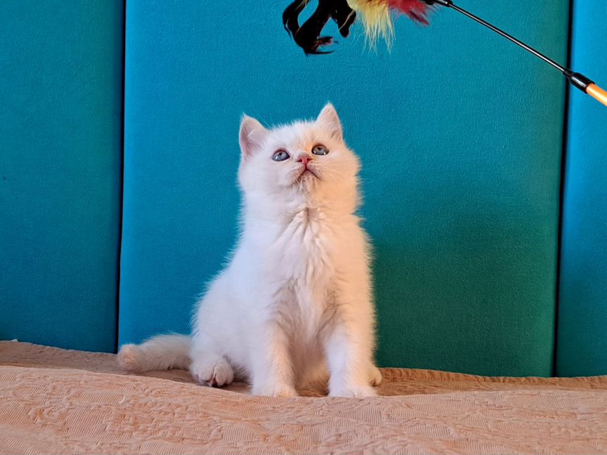 Британские котята колор поинт