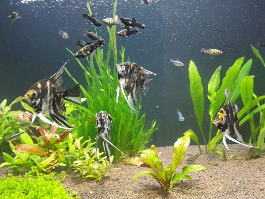 Аквариумные рыбки