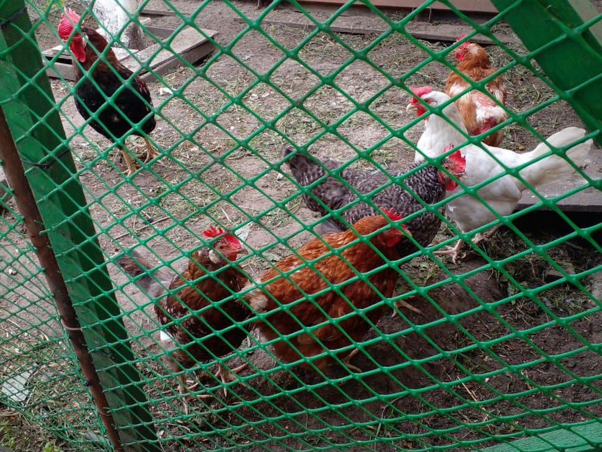 Куры бесплатно