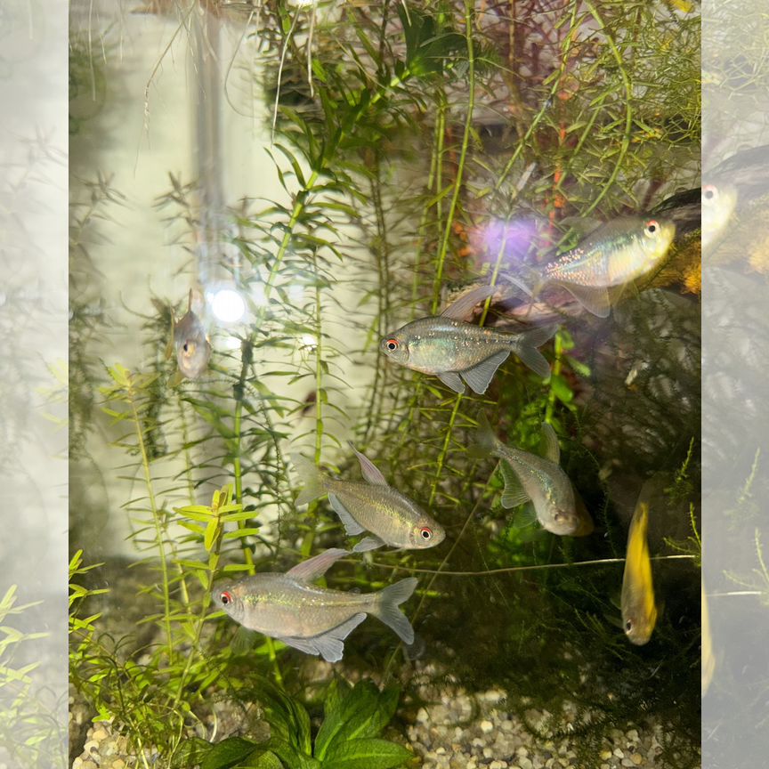 Тетра бриллиантовая мальки