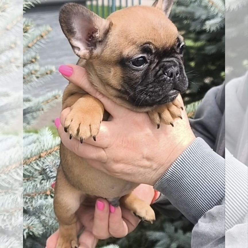 Французский бульдог, щенок