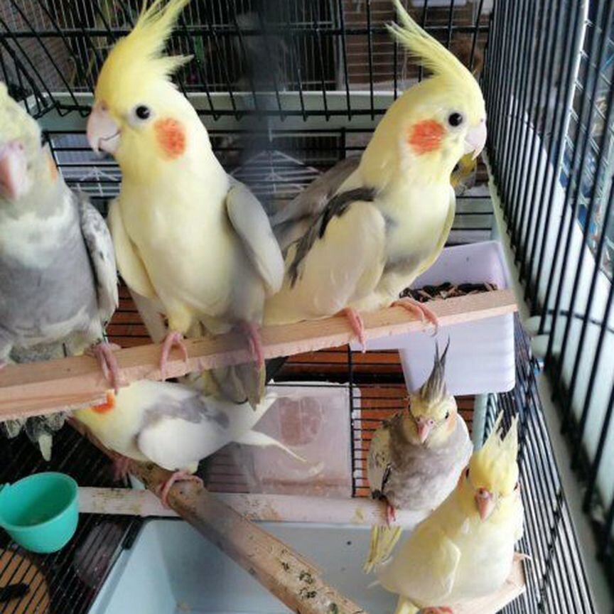 Попугай,корелла