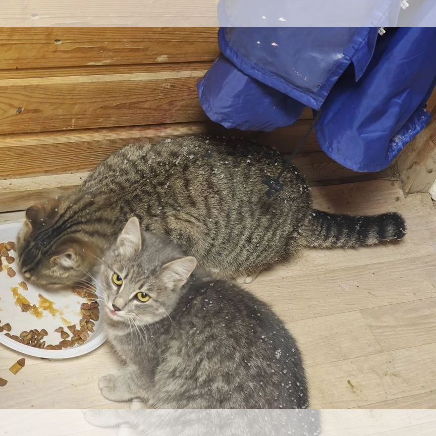 Котёнок в добрые руки