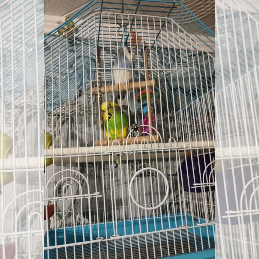 Волнистые попугаи с клеткой