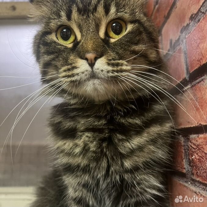Котик мальчик Томас 1,5 года ищет семью