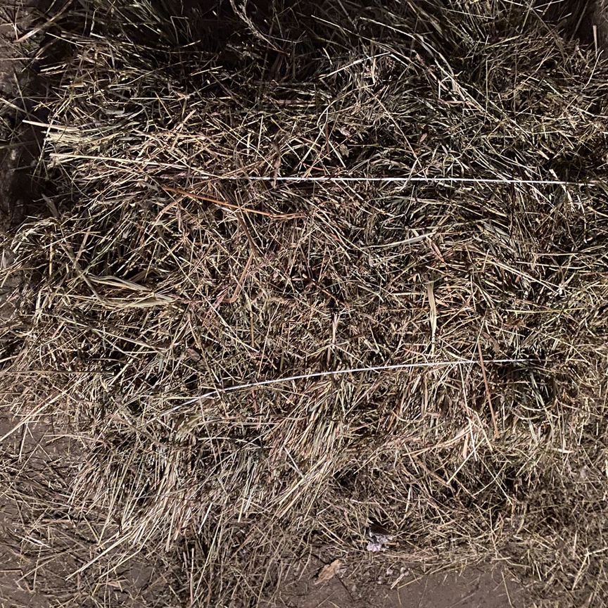 Сено в квадратных тюках