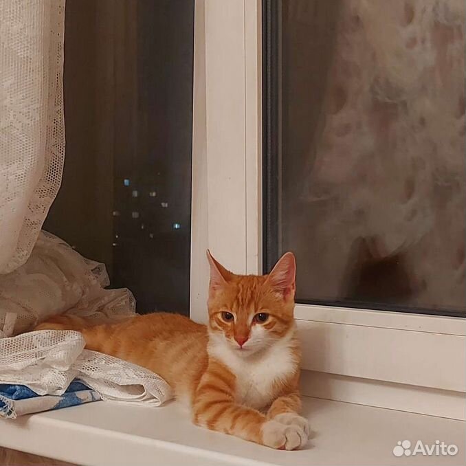 Котенок Кузя