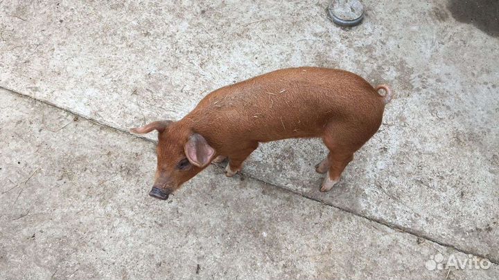 Поросята дюрок