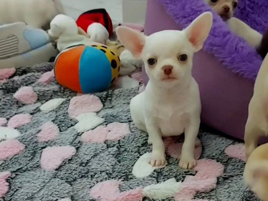 Очаровательный мальчик