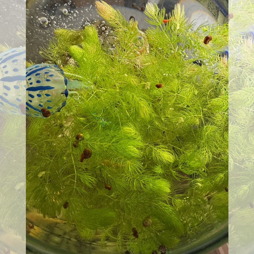 Роголистник трава доч аквариума