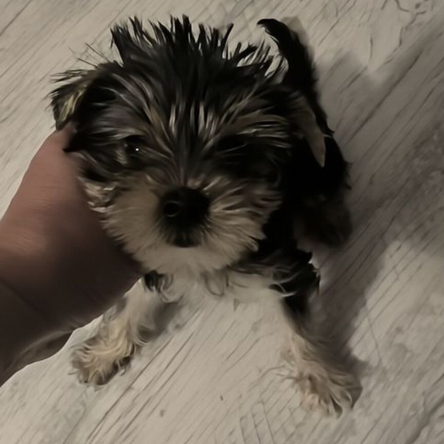 Йоркширский терьер, щенок