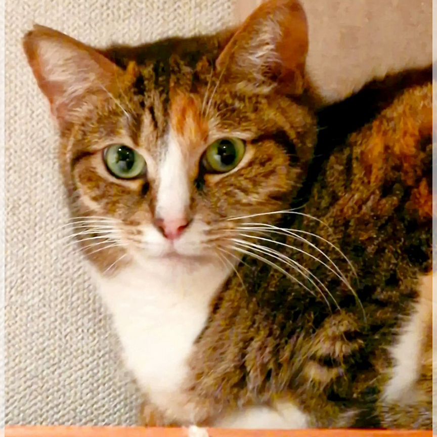 Взрослая, кошка в добрые руки