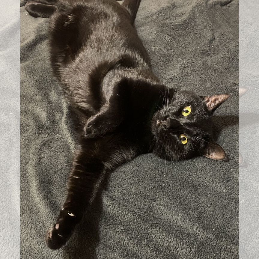 Взрослая, кошка в добрые руки