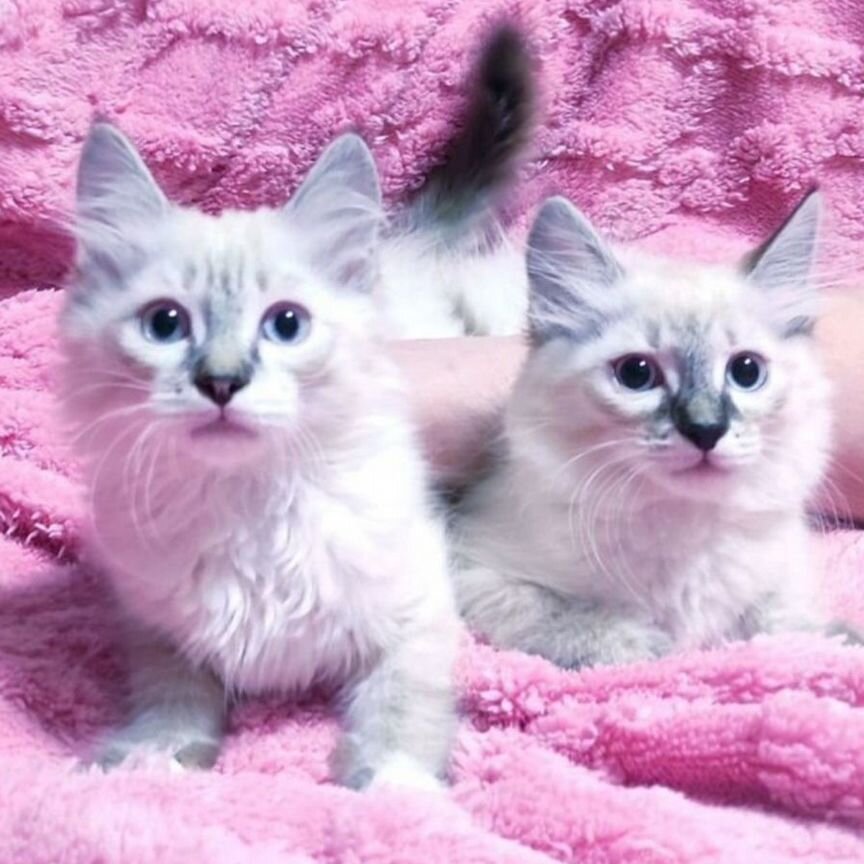 Невские маскарадные котята