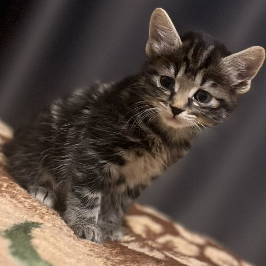 Котята бобтейл