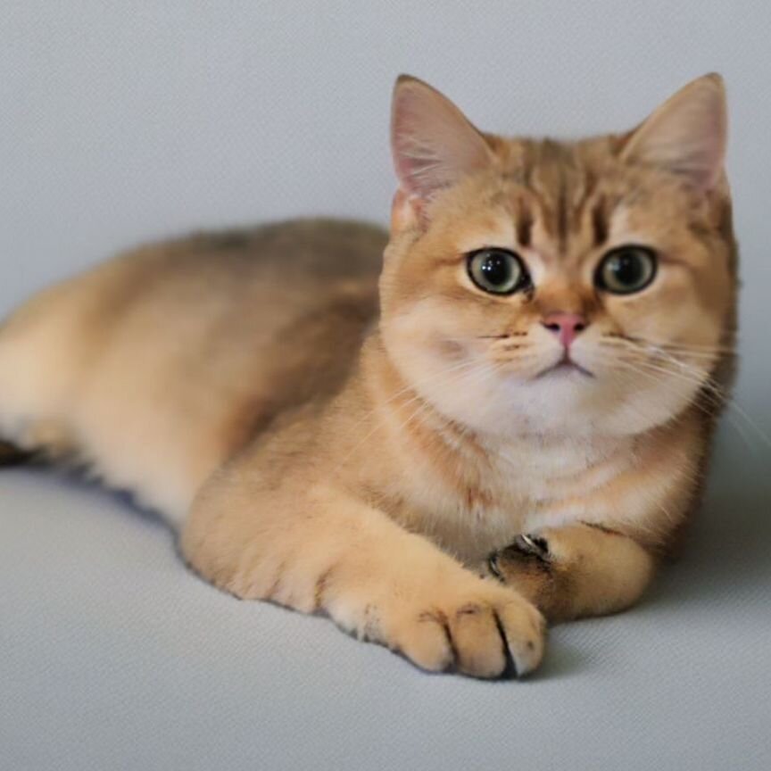 Шотландская кошечка