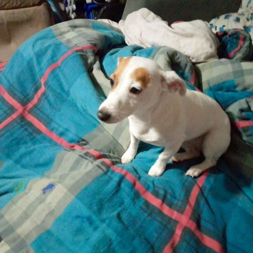 Продается собачка домашняя