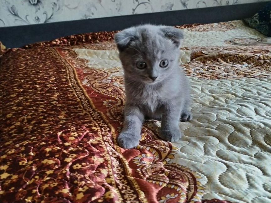 Котики