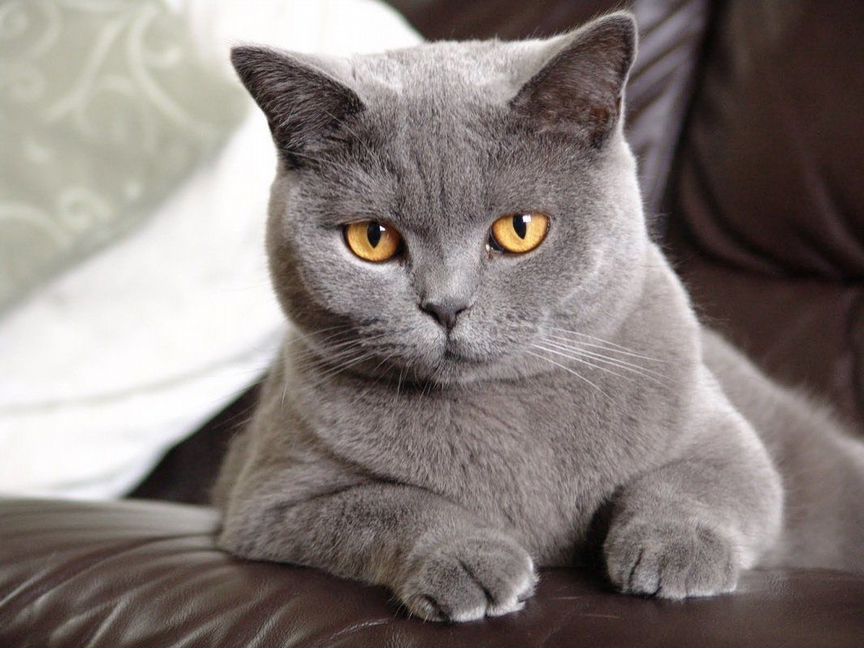Вязка. Британский кот