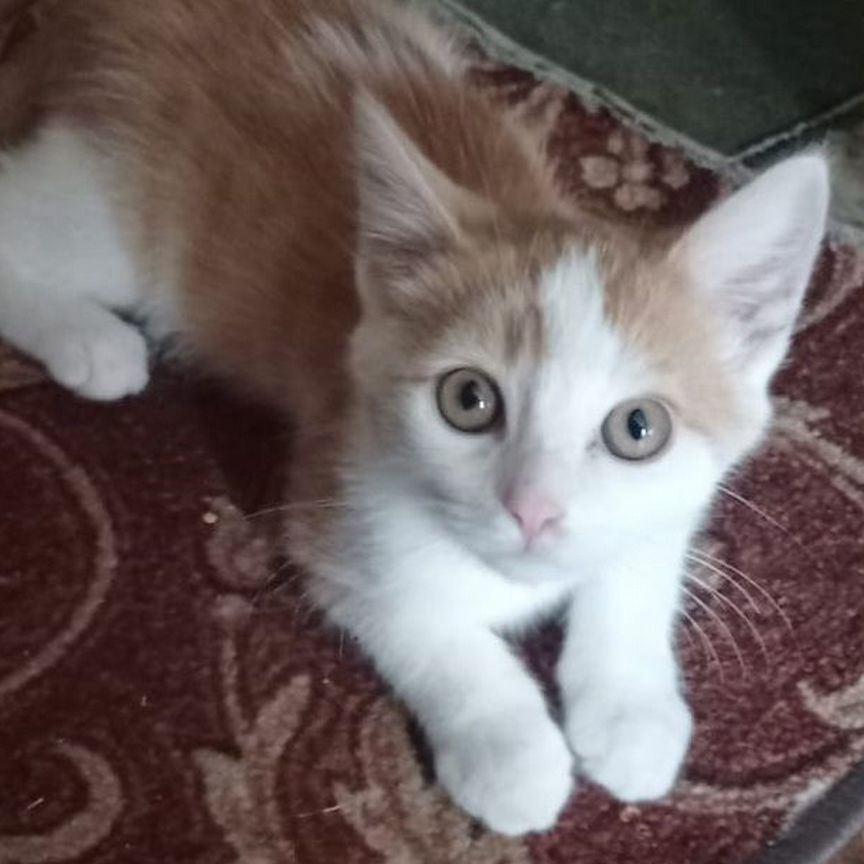 Рыжий котёнок 3 месяца