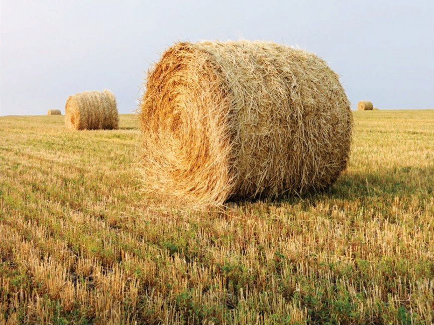 Сено солома в тюках