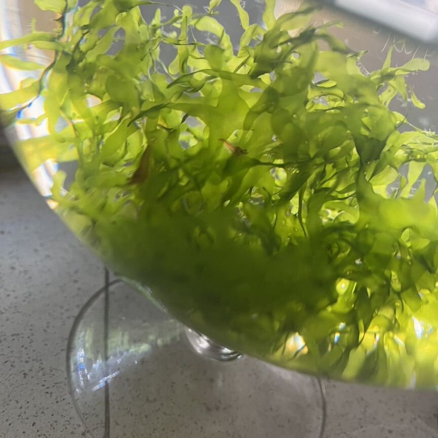 Креветки неокардины