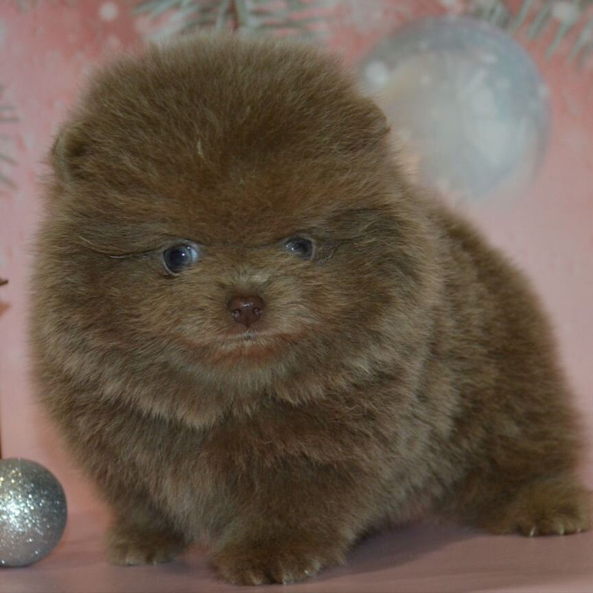 Померанский шпиц, щенок