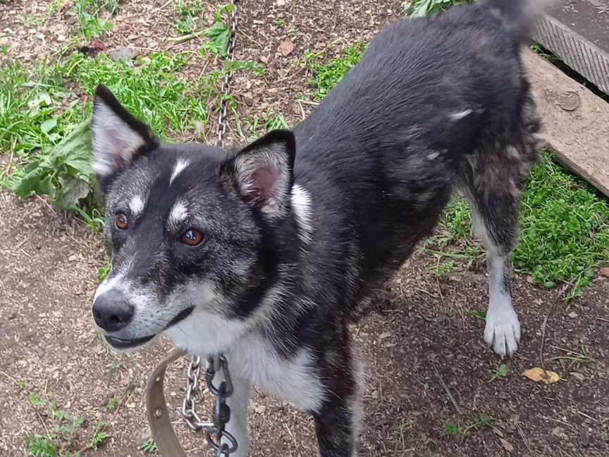 Собачка Дуся