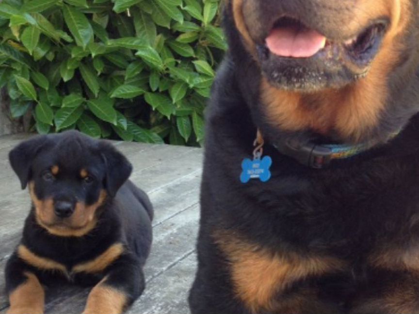 Щенки ротвейлера продажа