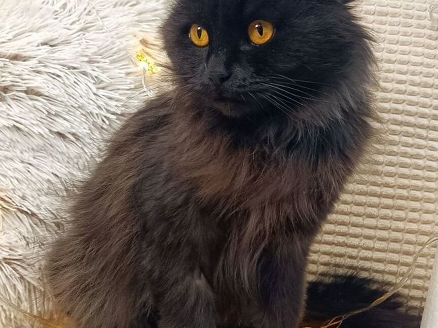 Чëрная малышка ищет дом