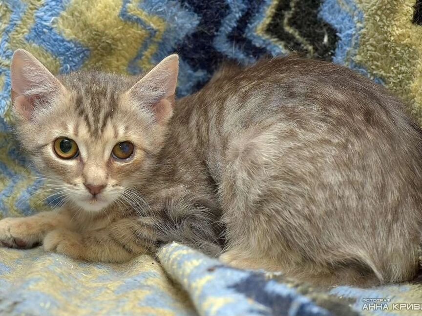 Милая дымчатая малышка