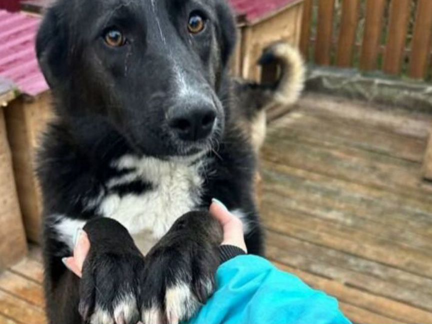 Собака в добрые руки