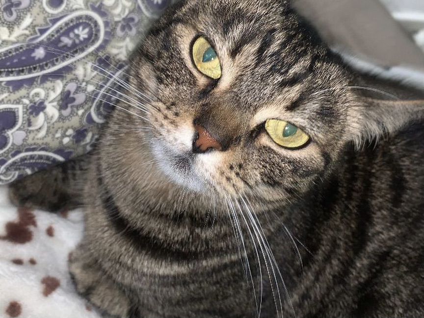 Кошка европейская