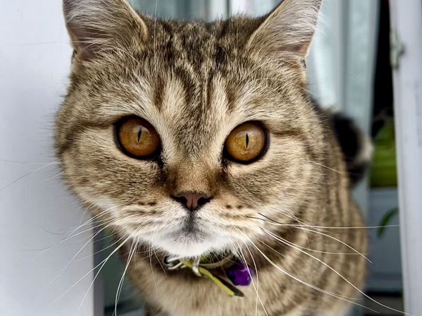 Вязка, шотландская кошка