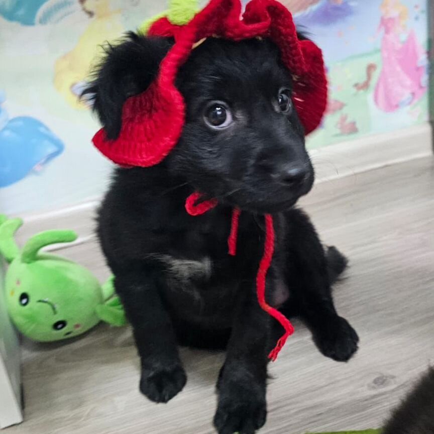 Щенок в добрые руки