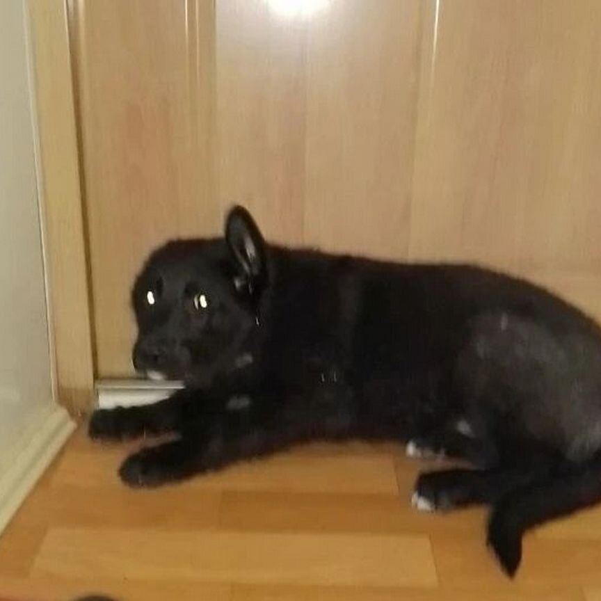 Щенок в добрые руки