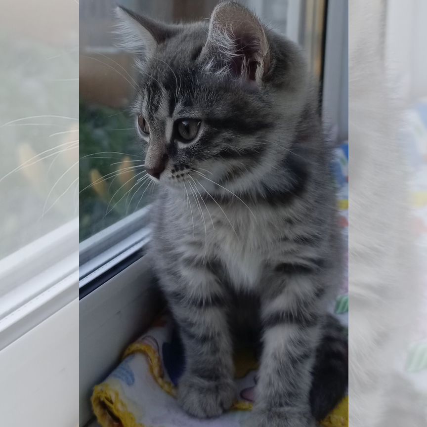 Котёнок в добрые руки