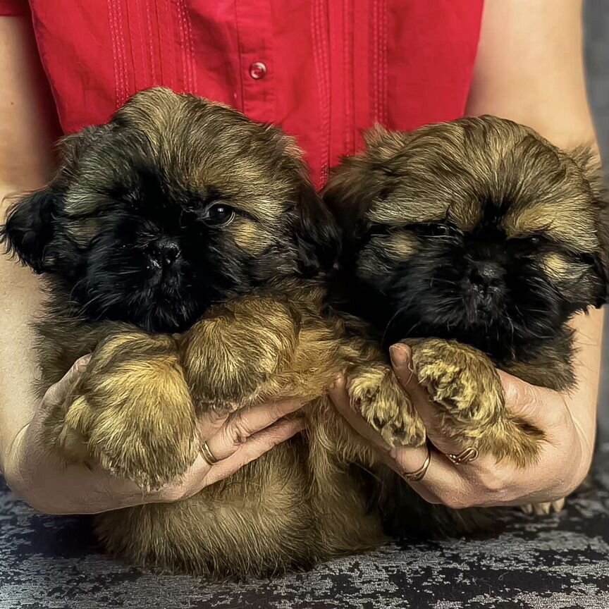 Щенки ши-тцу мальчики