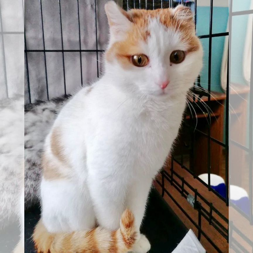 Взрослый кот от частного владельца