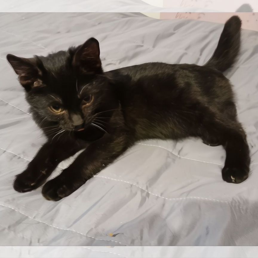 Котёнок в добрые руки