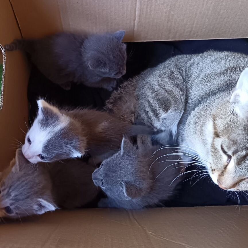 Сибирский котёнок