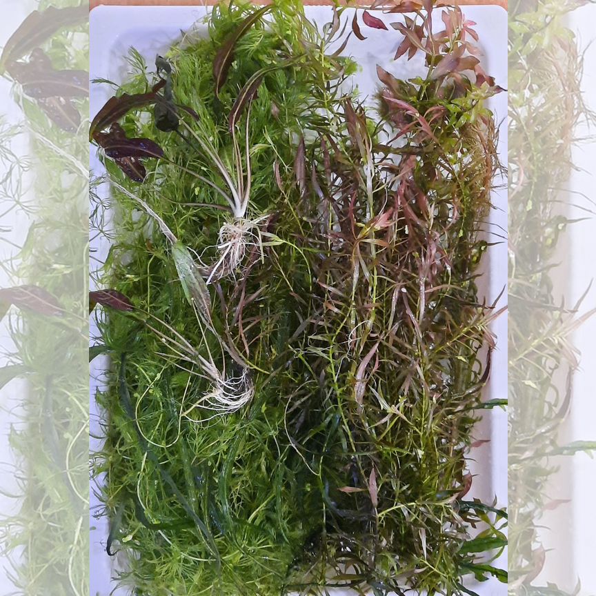 Аквариумное растение