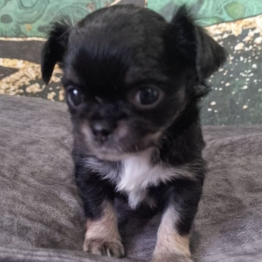 Чихуахуа, щенок