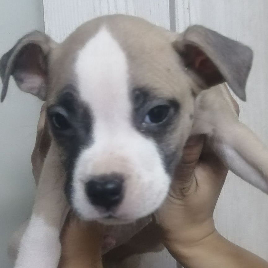 Американский стаффордширский терьер, щенок