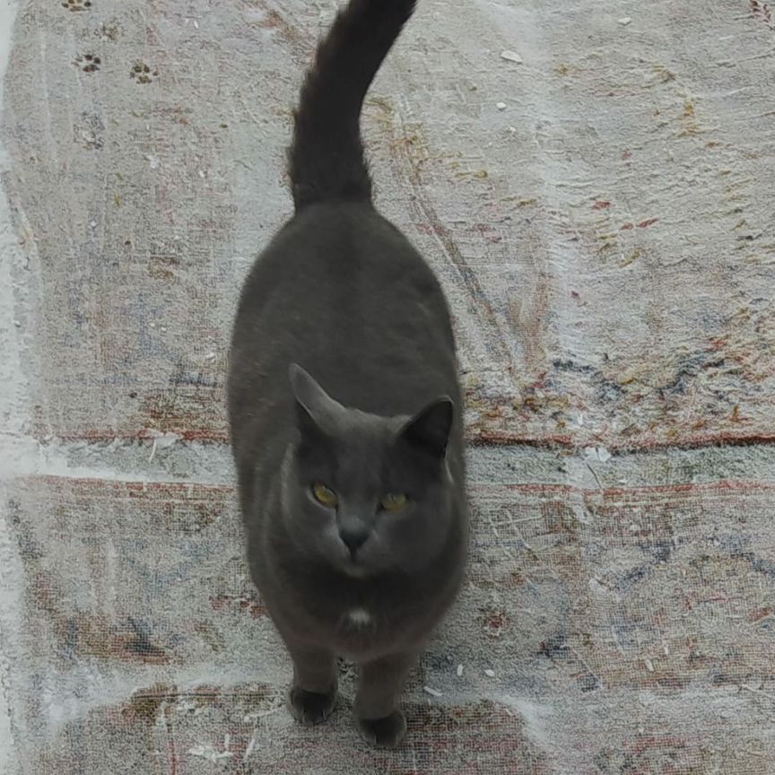 Кошки в добрые руки бесплатно