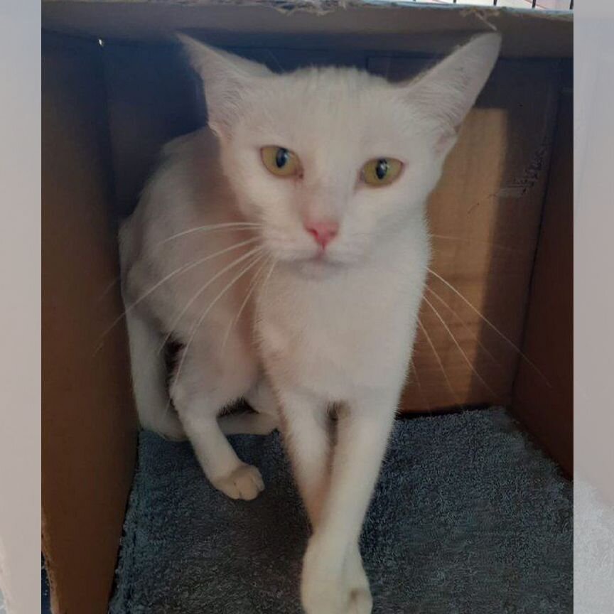 Отдам бесплатно кошку