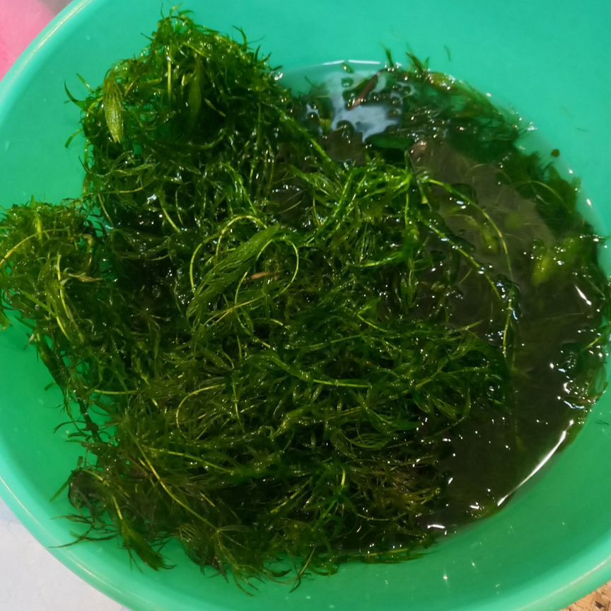 Аквариумное растение