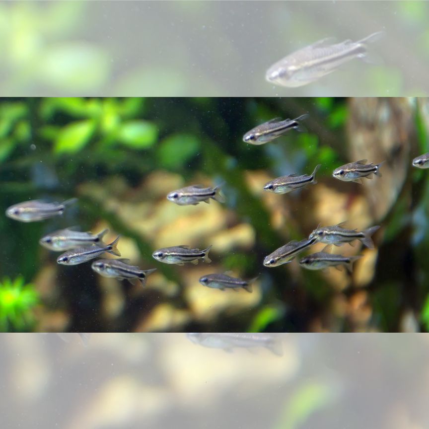 Коридорас пигмей