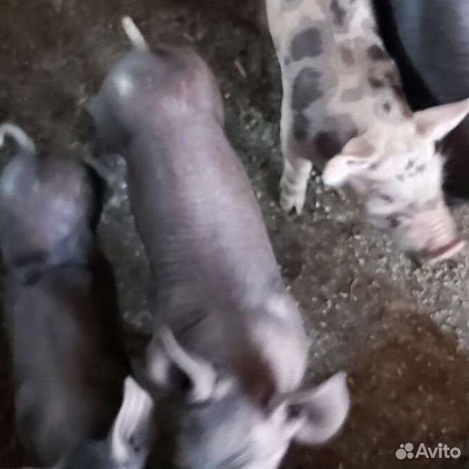 Поросенок пьетрен