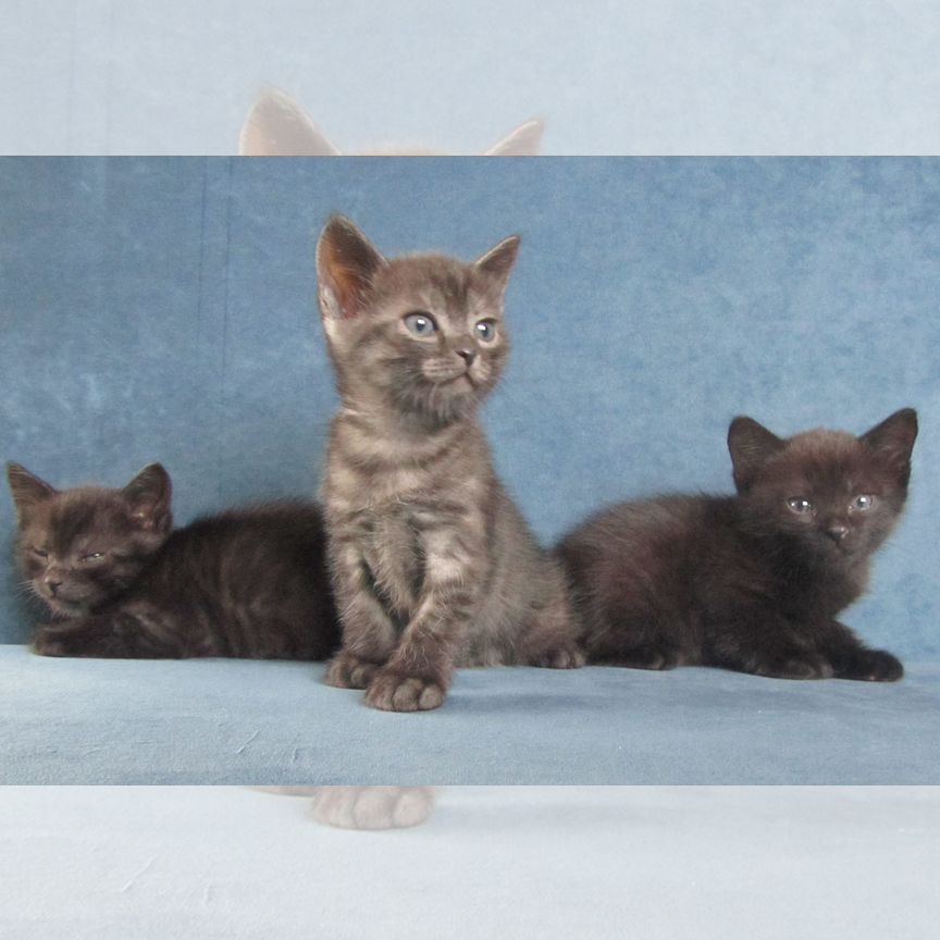 Британский короткошёрстный котёнок